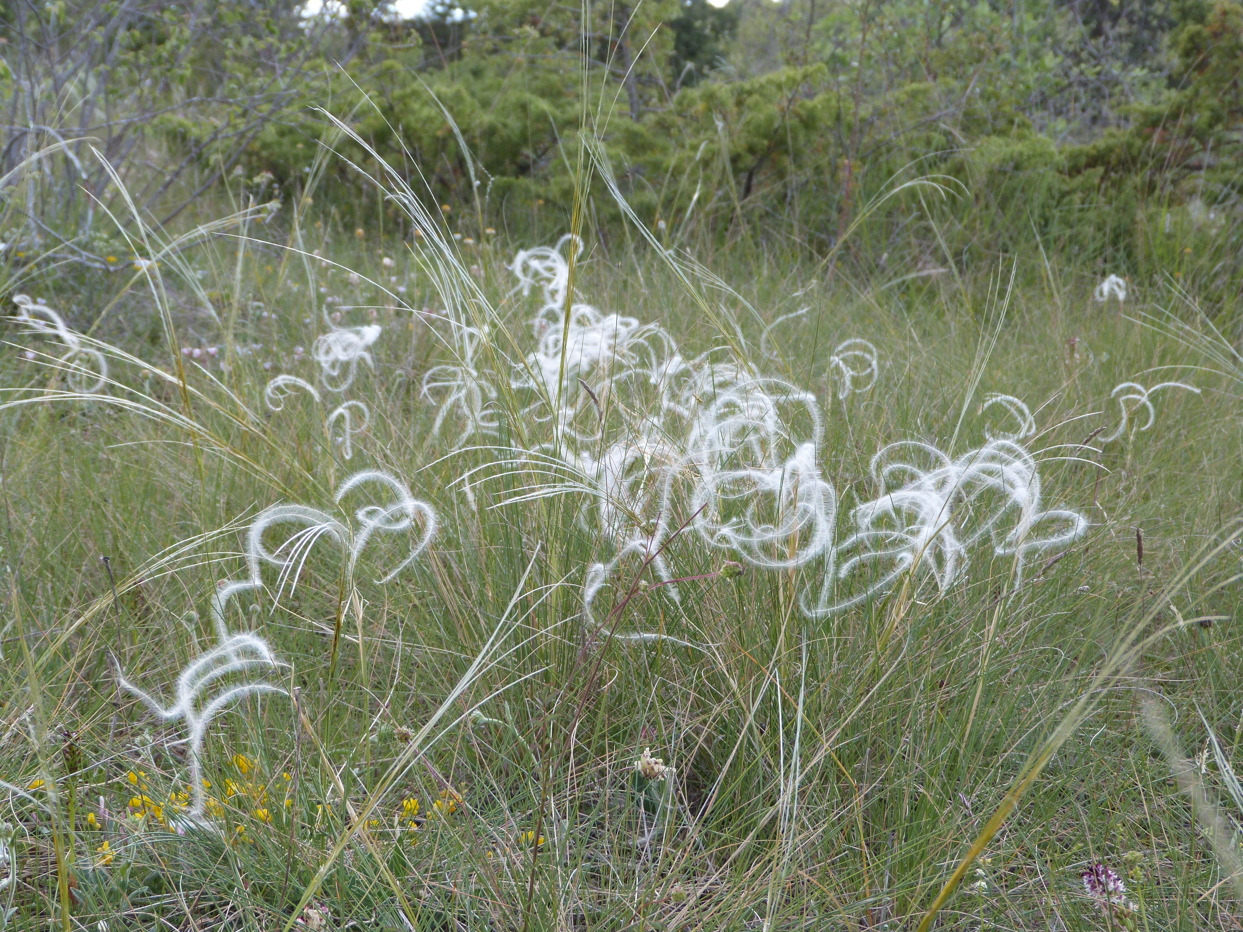 cheveux d’ange | La Reine des prés